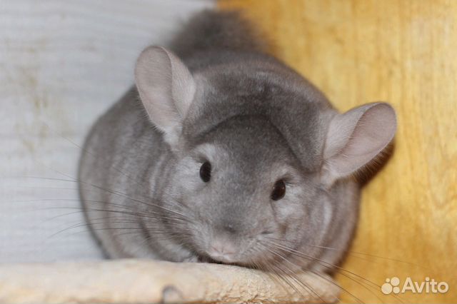 Шиншилла бежевая Нос.Ангоры девочка