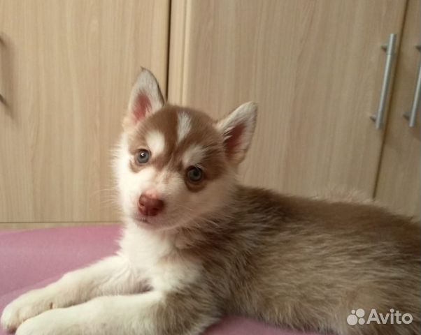 Хаски, кобель, 1.5 месяца