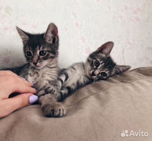 Котята серые усатые и полосатые