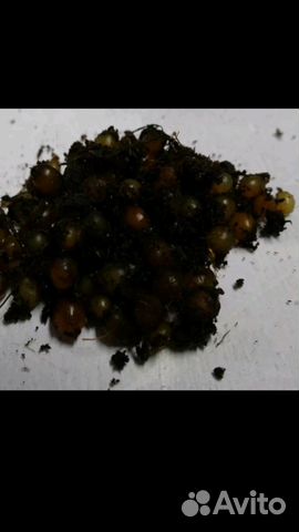 Коконы червя Дендробена