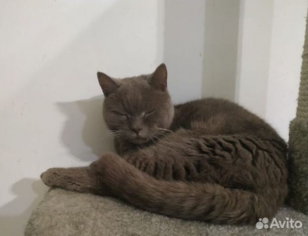 Британский котик в дар 2 года