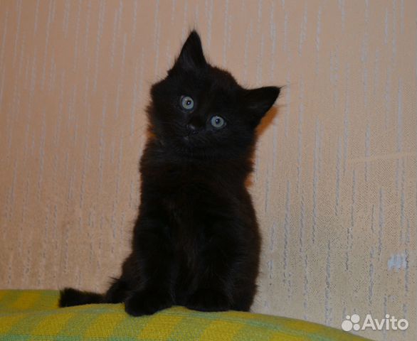 Черные, полосатые, дымчатые котята крысоловы