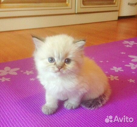Колор пойнт британские котятки