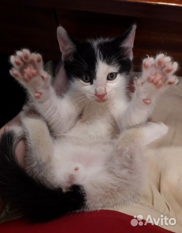 Отдаём котиков мальчиков