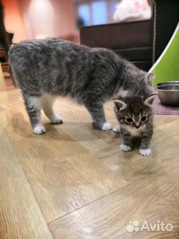 Котенок девочка