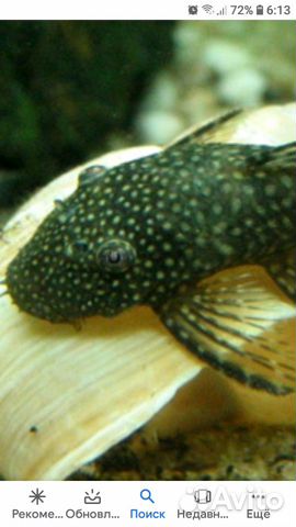 Сомик Анциструс в дар