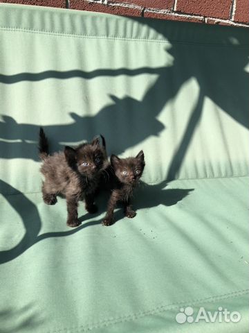 Миленькие котята