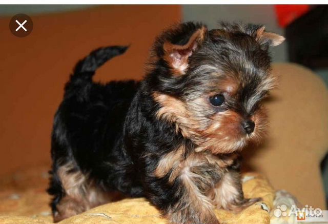 Милашки йорки