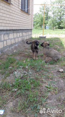 Два отличных сторожа в добрые руки