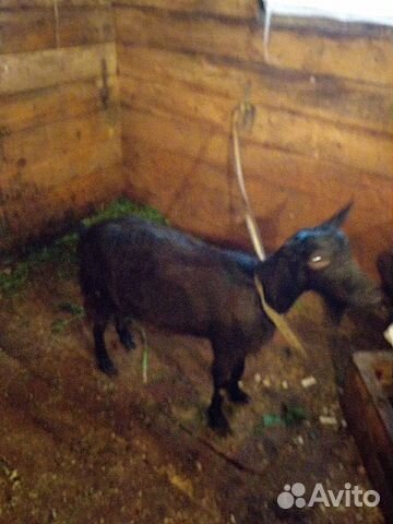 Коза альпийская, дойная, около 6 литров