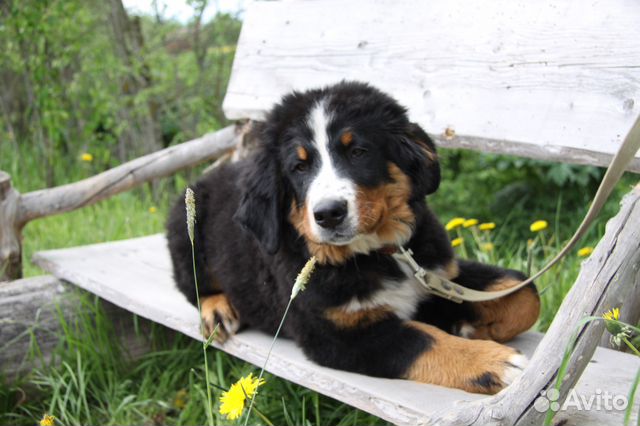 Щенки Бернской овчарки зенненхунд
