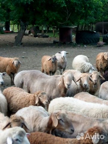 Овцы