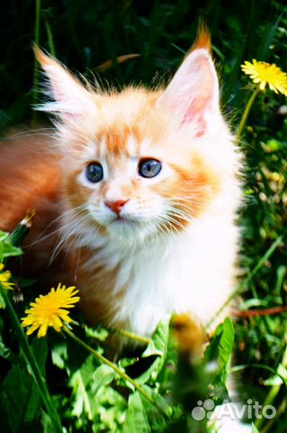Крупные кошка и котик белые с красным мраморные