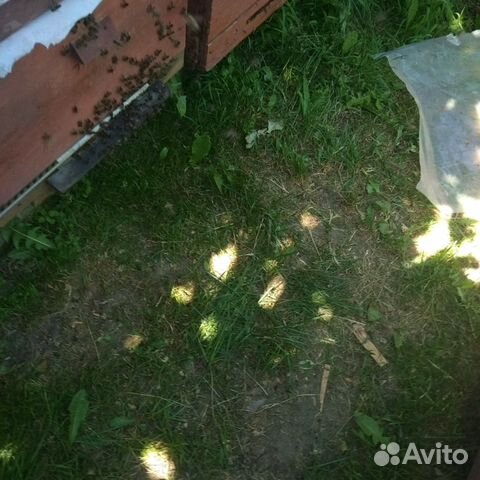 Рои среднерусских пчел