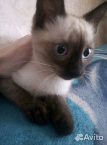 Сиамские котята