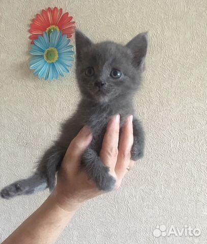 Маленький котёнок помесь шотландца