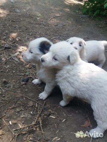Щенки 2 месяца