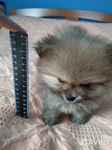 Породистый шпиц