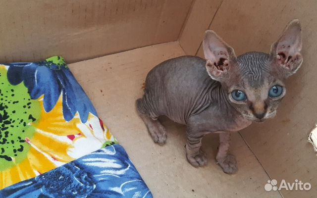 Чудесные малыши канадского сфинкса