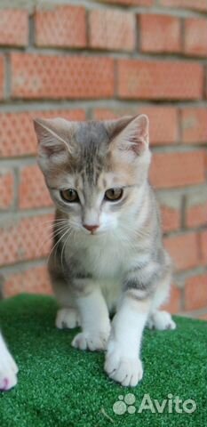 Уникальный котёнок курильского бобтейла