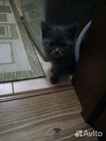 Британские котята, рождены 24 апреля, к лотку приу