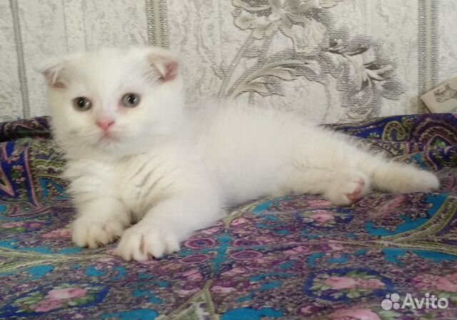 Британский белый котёнок