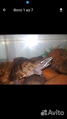 Мускусная черепаха