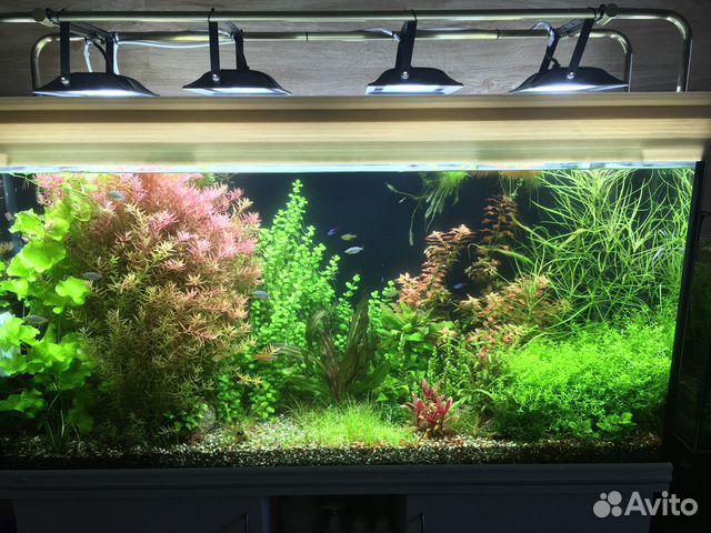 Прополка аквариумных растений