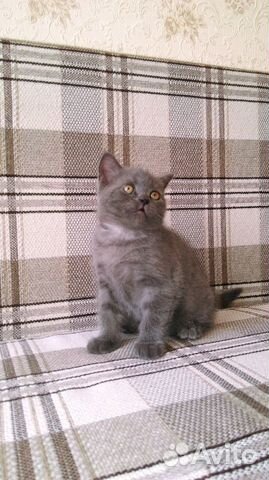 Котенок 1,5 месяца шотландская