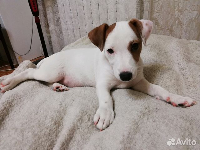 Малыши Джек Рассел Маски