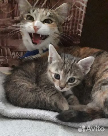 Подарю котенка