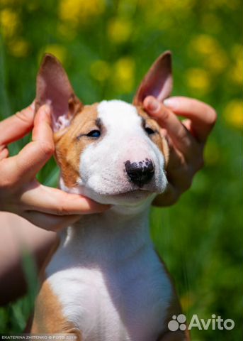Бультерьер щенки