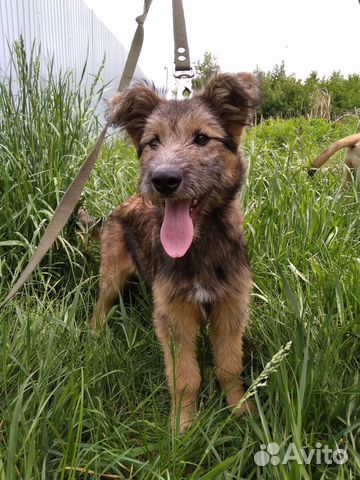 Красавец Краш