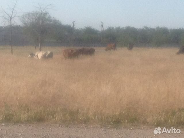 Продам бычка