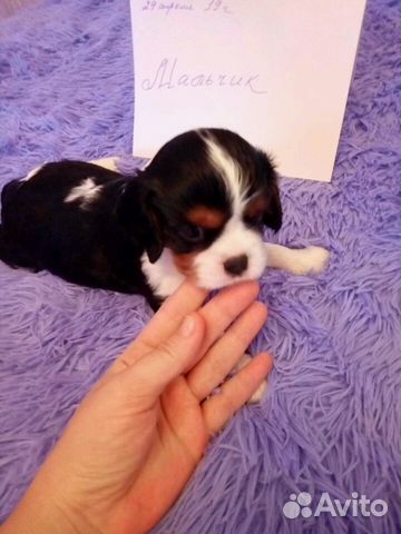 Шикарные щенки Кавалерчики