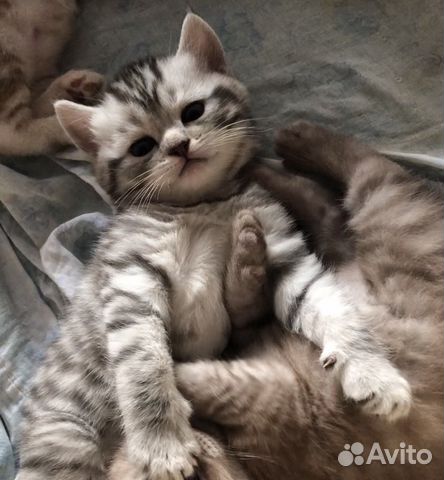 Продаётся котёнок скоттиш-страйт окрас Вискас