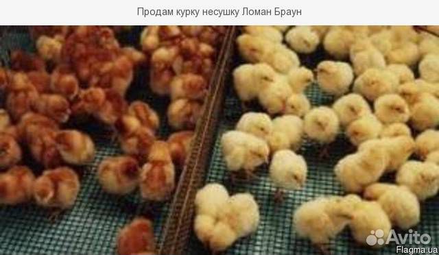 Несушка сортровка и петушки, утята, муларды