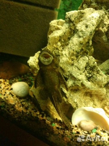 Взрослые сомы анциструса