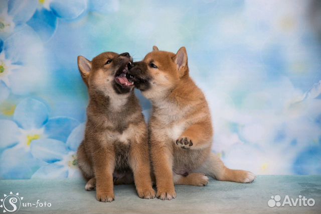 Щенок Сиба-ину