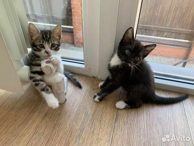 Пристраиваю котят. Помись бенгала и дворянина