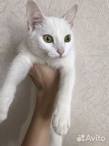 Продаю котика