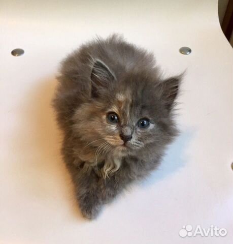 Котятки 1,5 мес