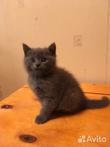 Котёнок мальчик 1,5 месяца