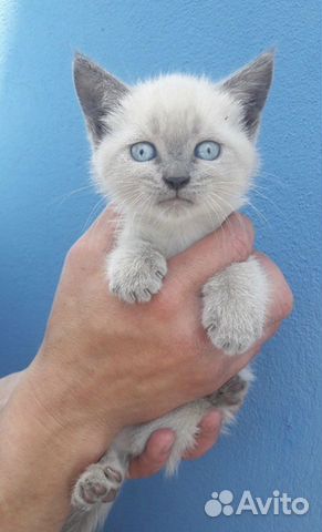 Котята из монастыря