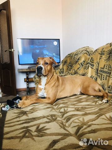 Щенки питбуль американский