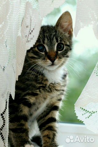 Дашенька, котенок