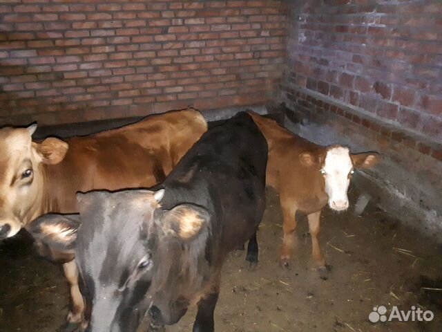 Коровы и телята