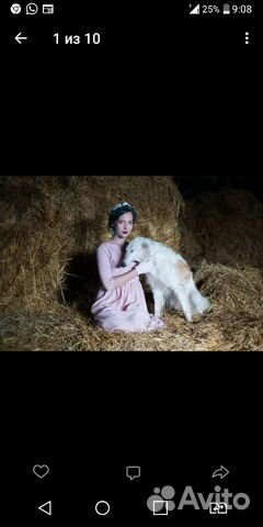 Щенки Русской борзой