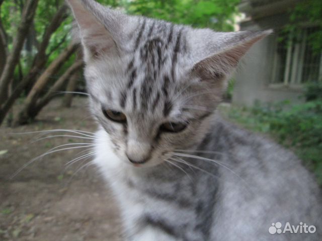 Отдадим в хорошие руки