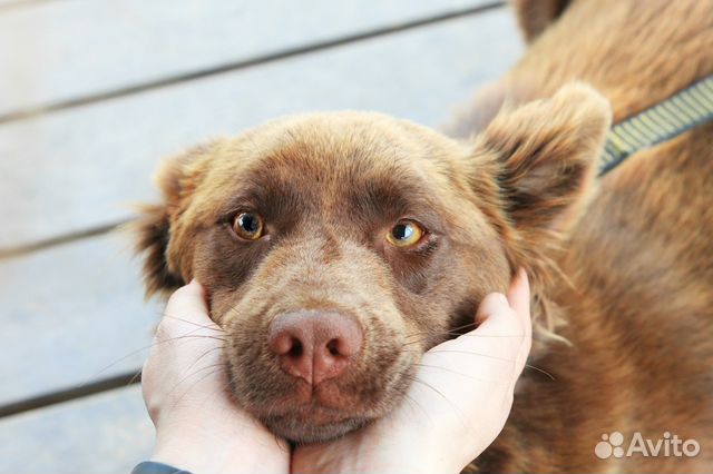 Шоколадка ищет дом